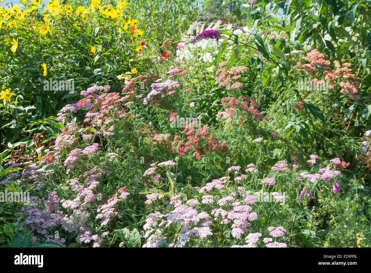 Buddleia Garden Border High Resolution Stock Photography and Images - Alamy