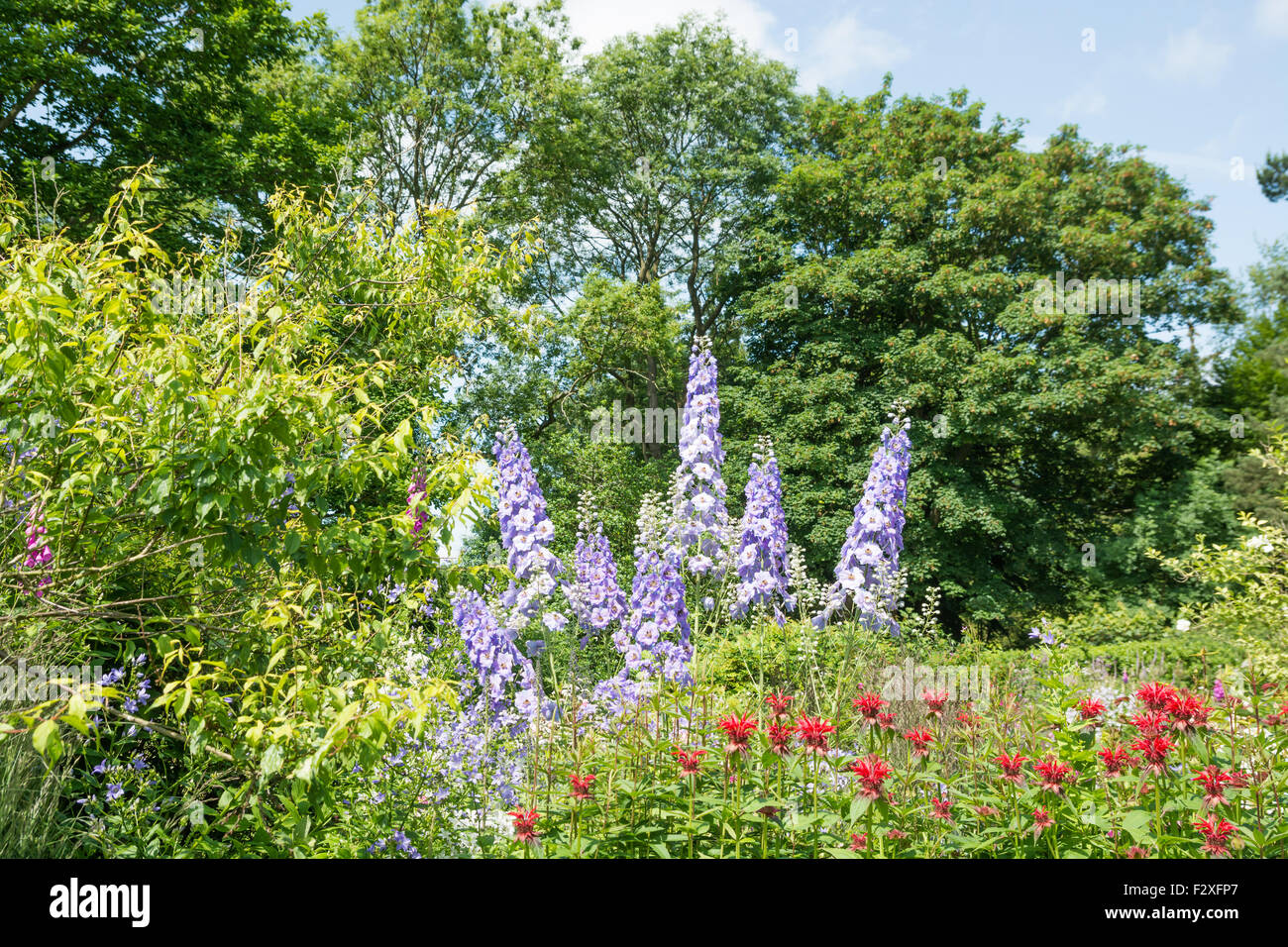 Delphiniums herbaceous border hi-res stock photography and images - Alamy