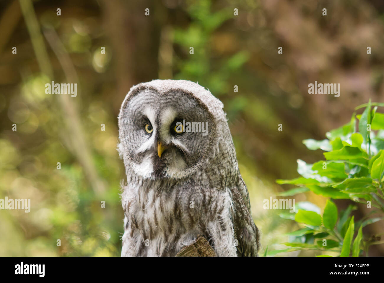 Great Grey owl - Strix nebulosa Stock Photo - Alamy