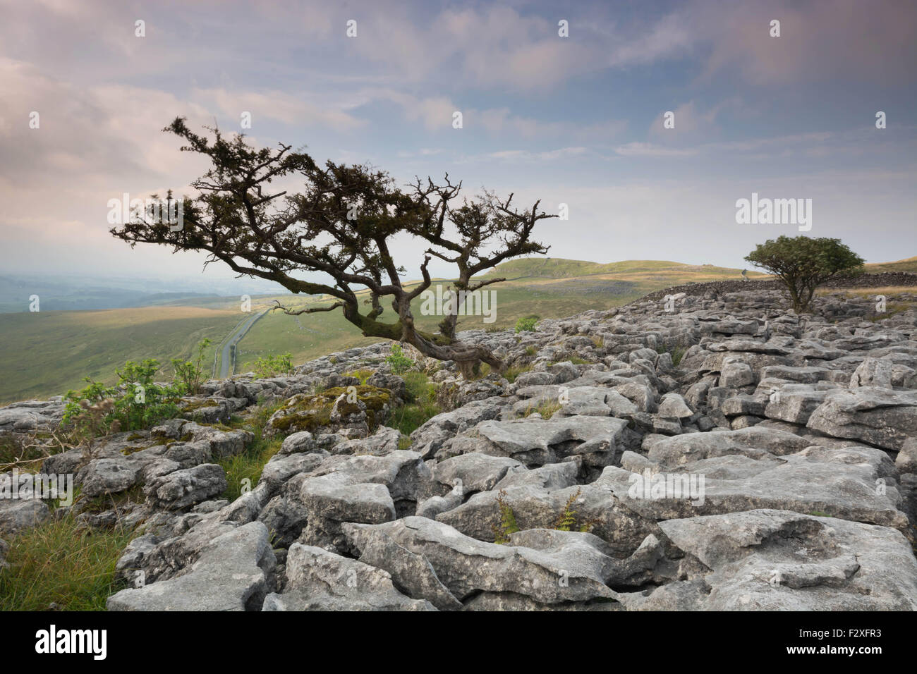 Leaning tree on Limestone Pavements in Kingsdale in the Yorkshire Dales ...