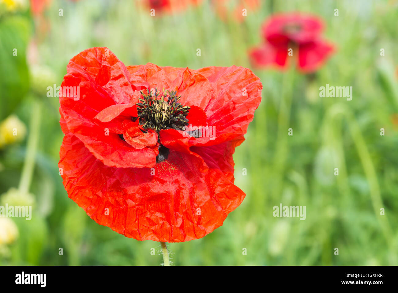 Red poppy flower Stock Photo - Alamy