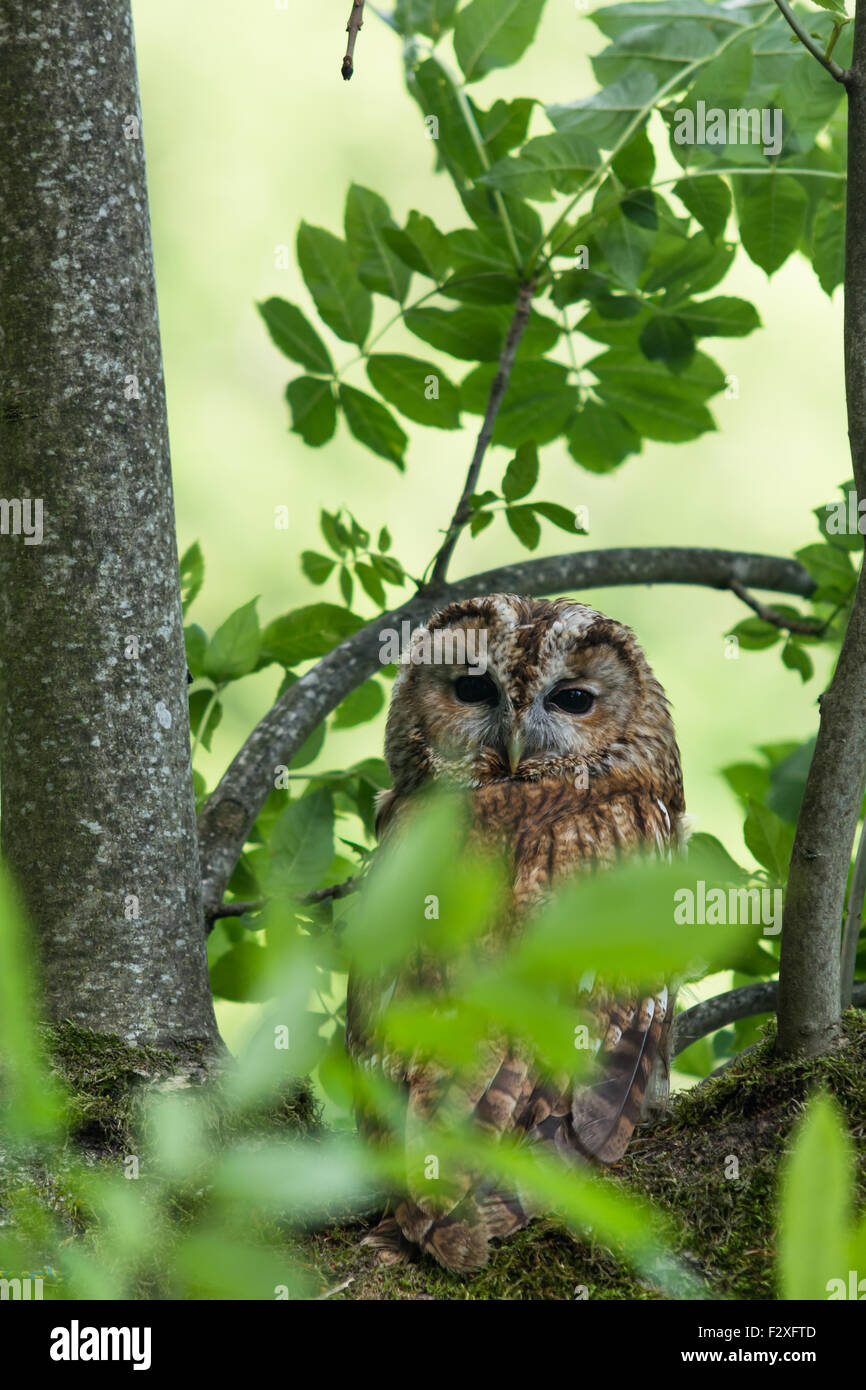 Tawny Owl - Strix aluco Stock Photo - Alamy