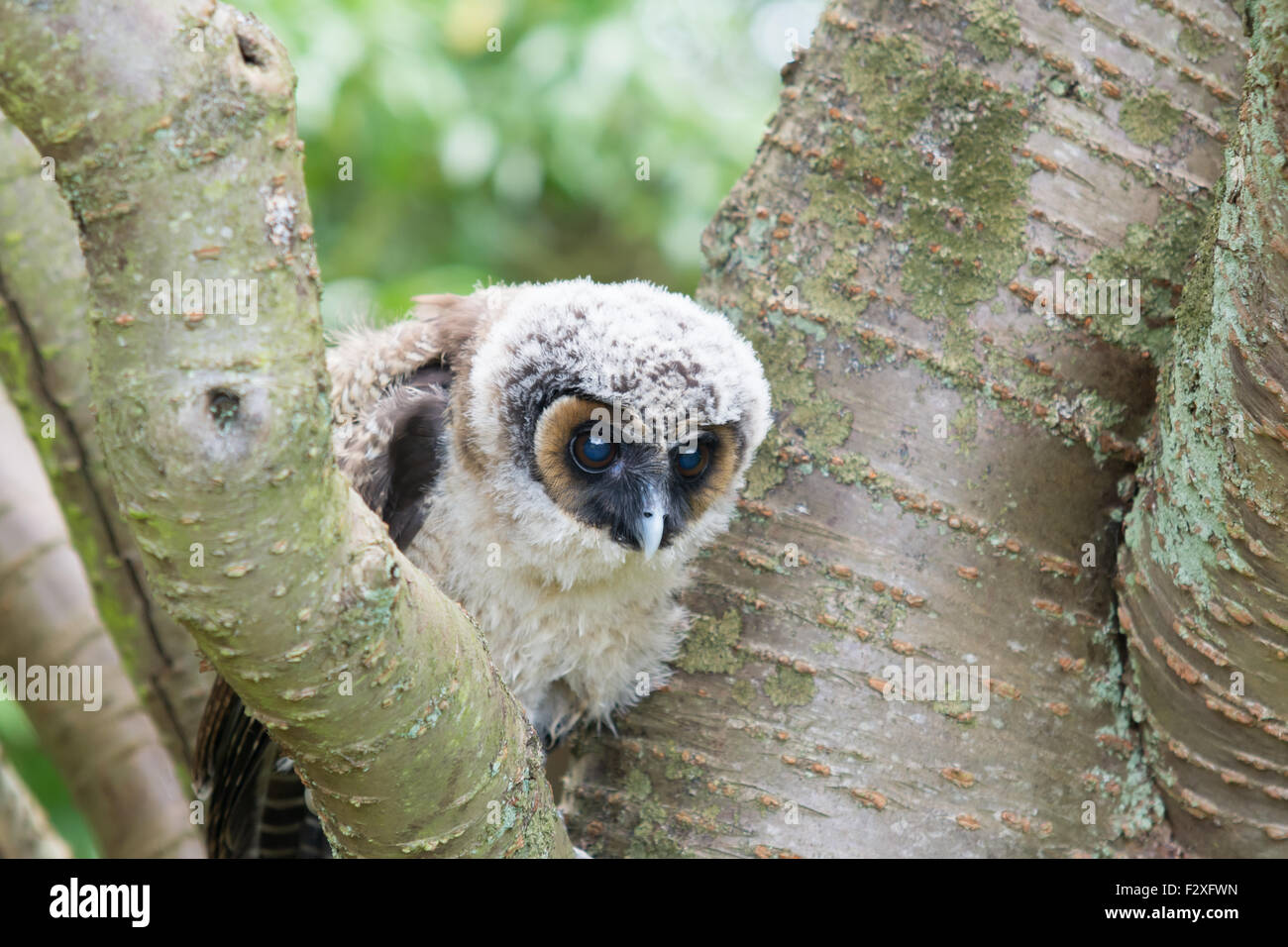 Young Asian Brown Wood owl Stock Photo - Alamy
