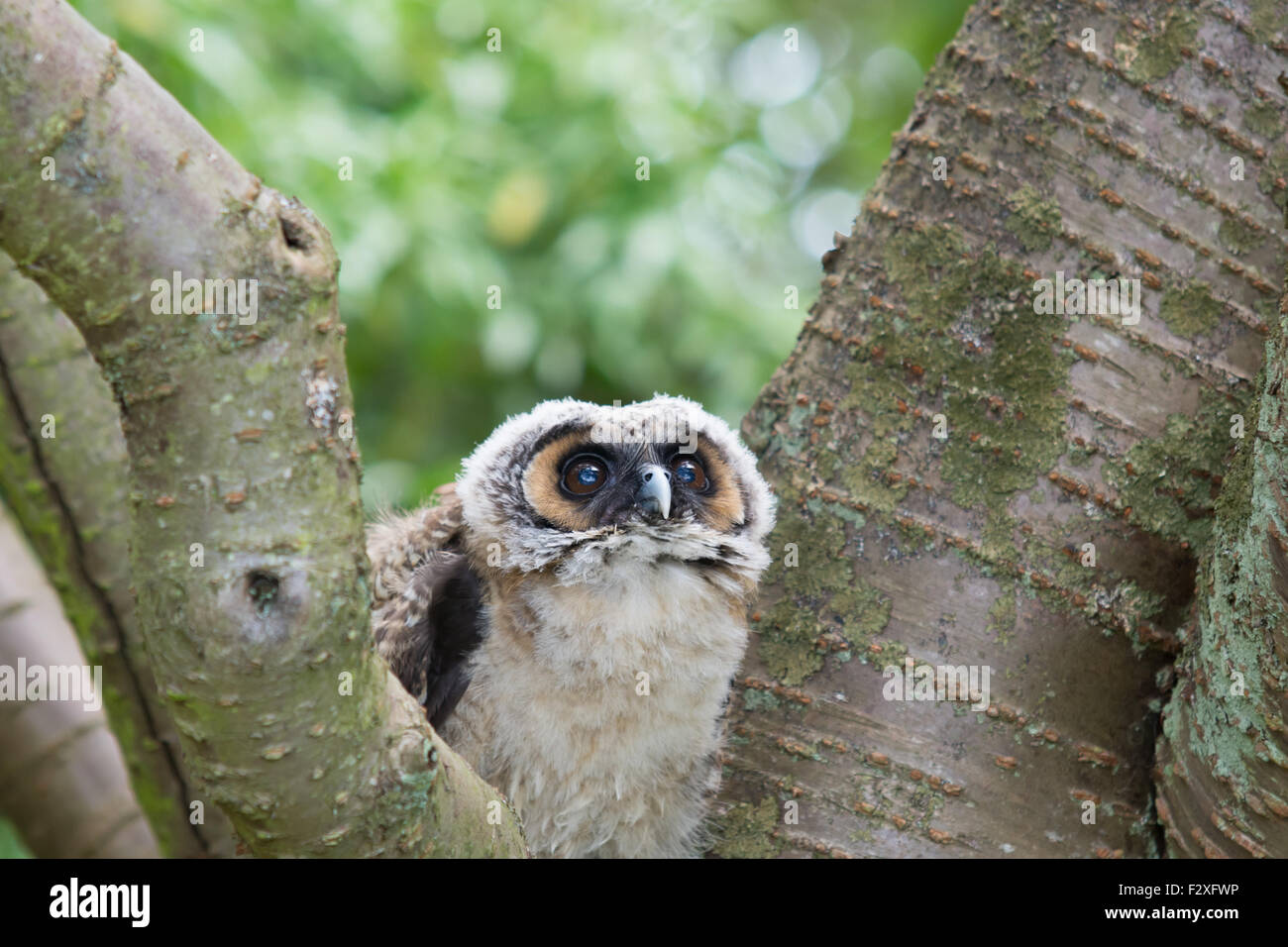 Young Asian Brown Wood owl Stock Photo - Alamy