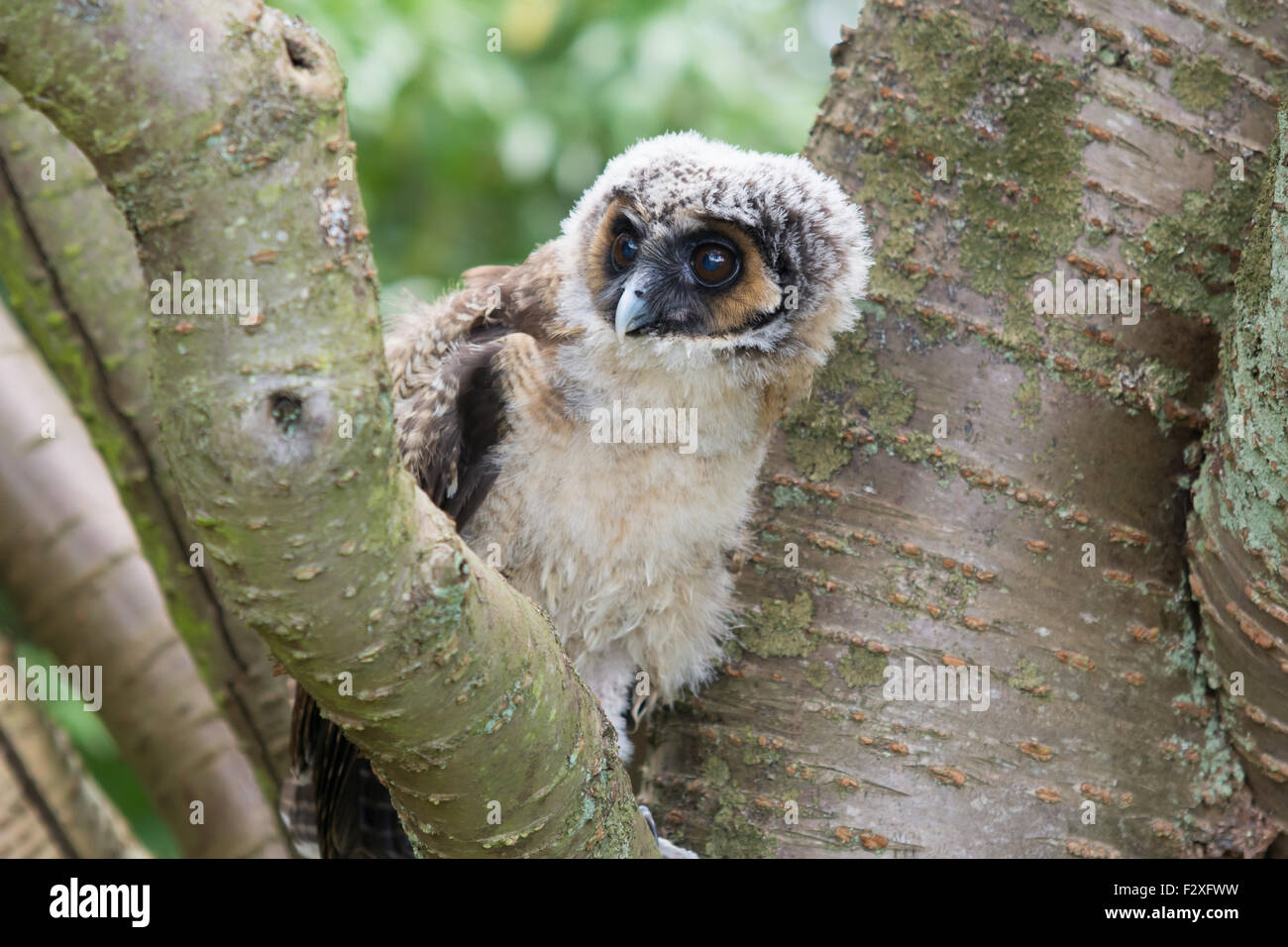 Young Asian Brown Wood owl Stock Photo - Alamy