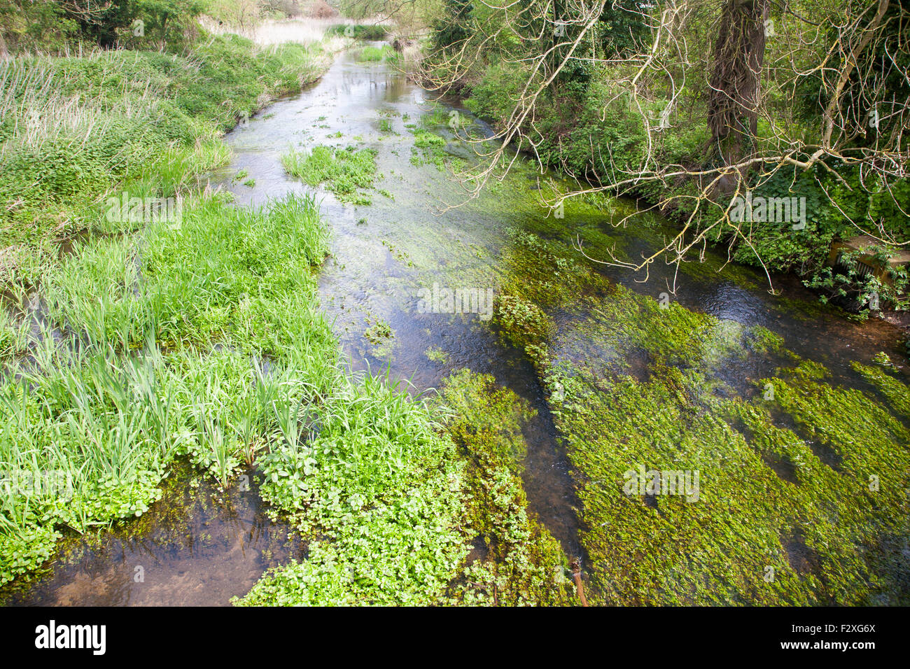 Freshwater Lake Plants