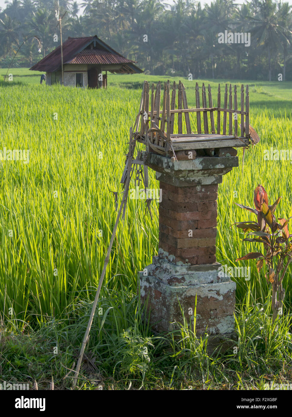 Rice paddy fields in Bali, Indonesia Stock Photo - Alamy