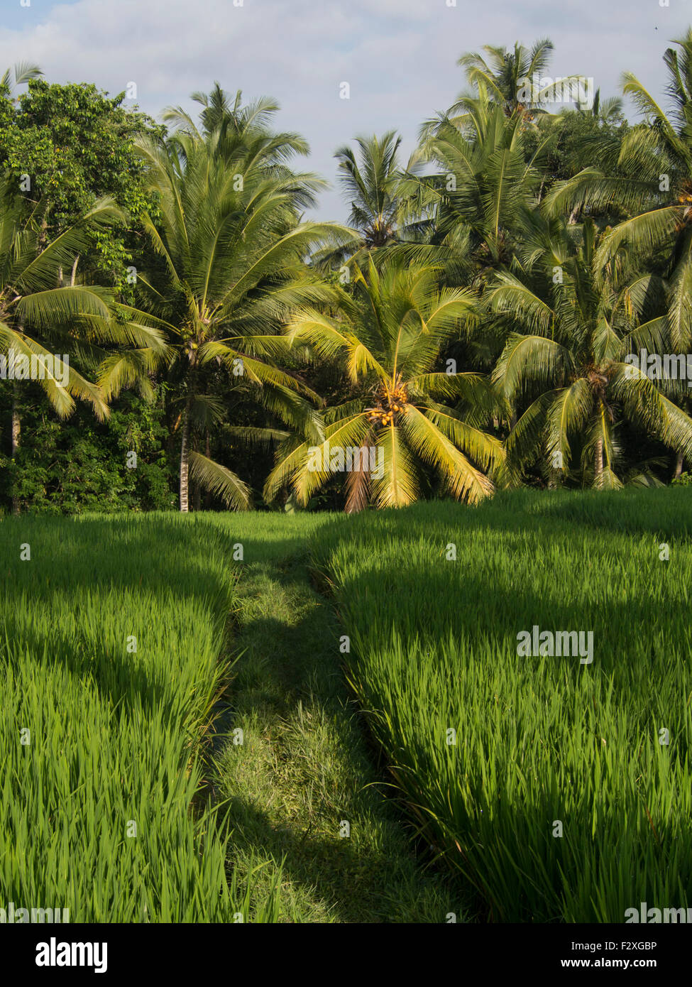 Rice paddy fields in Bali, Indonesia Stock Photo - Alamy
