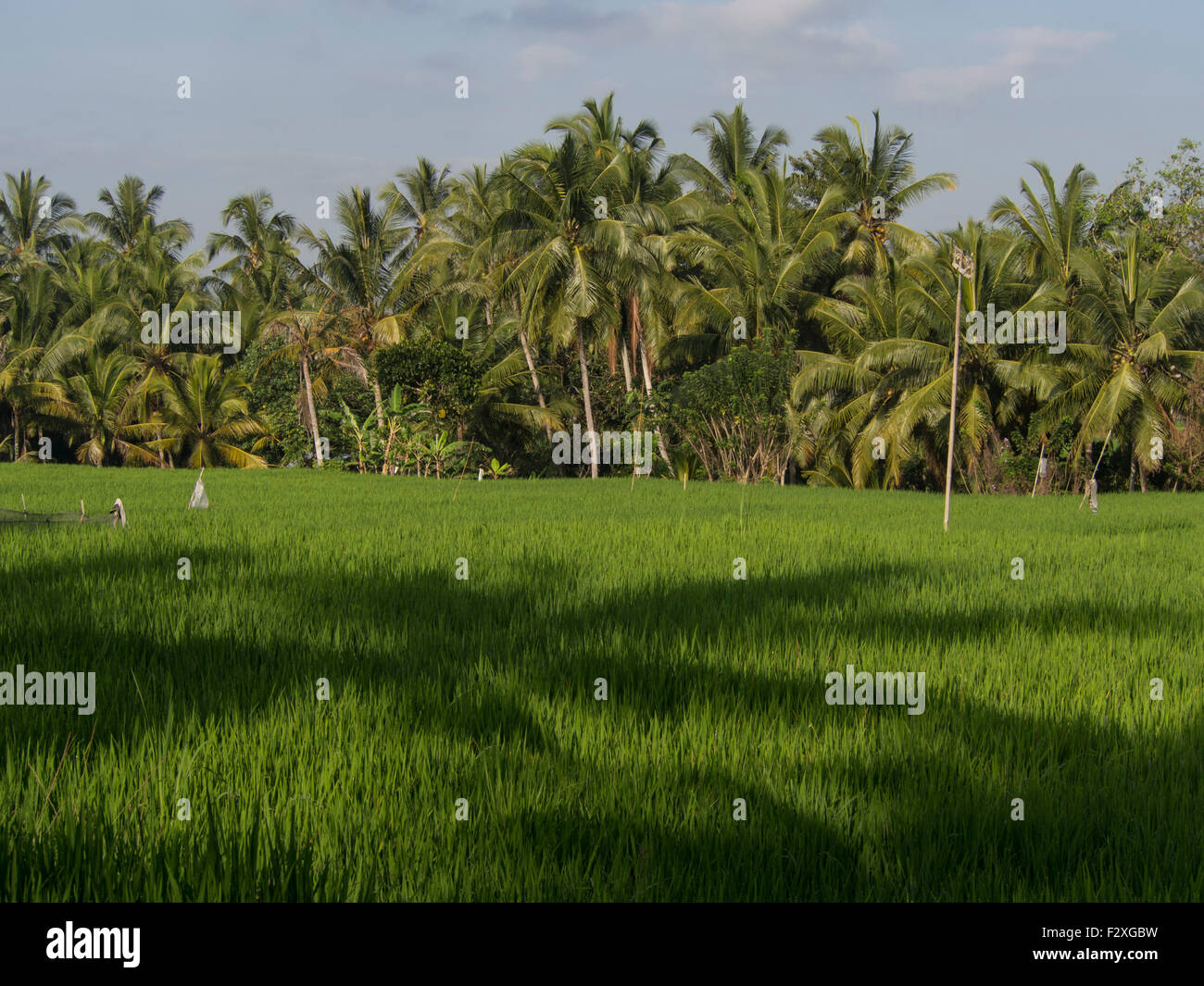 Rice paddy fields in Bali, Indonesia Stock Photo - Alamy