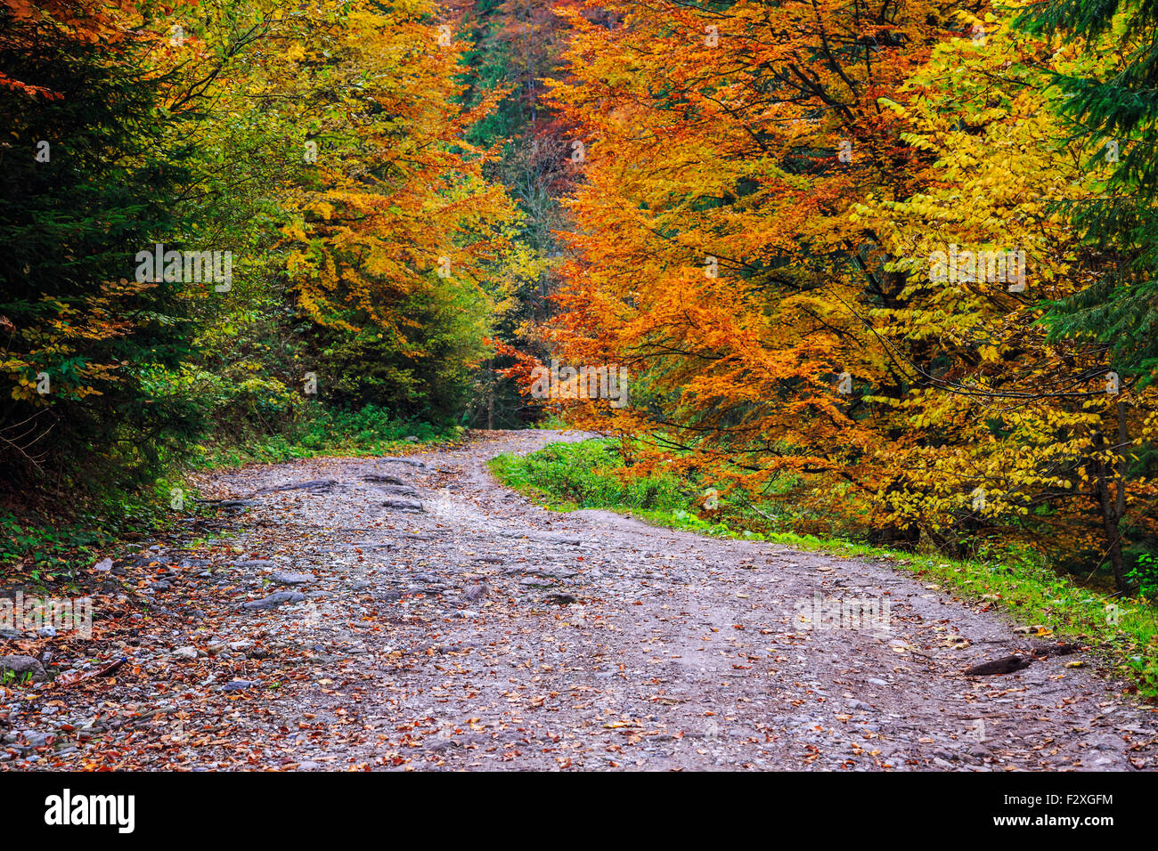 Footpath winding through colorful forest in Transylvania-Romania Stock ...