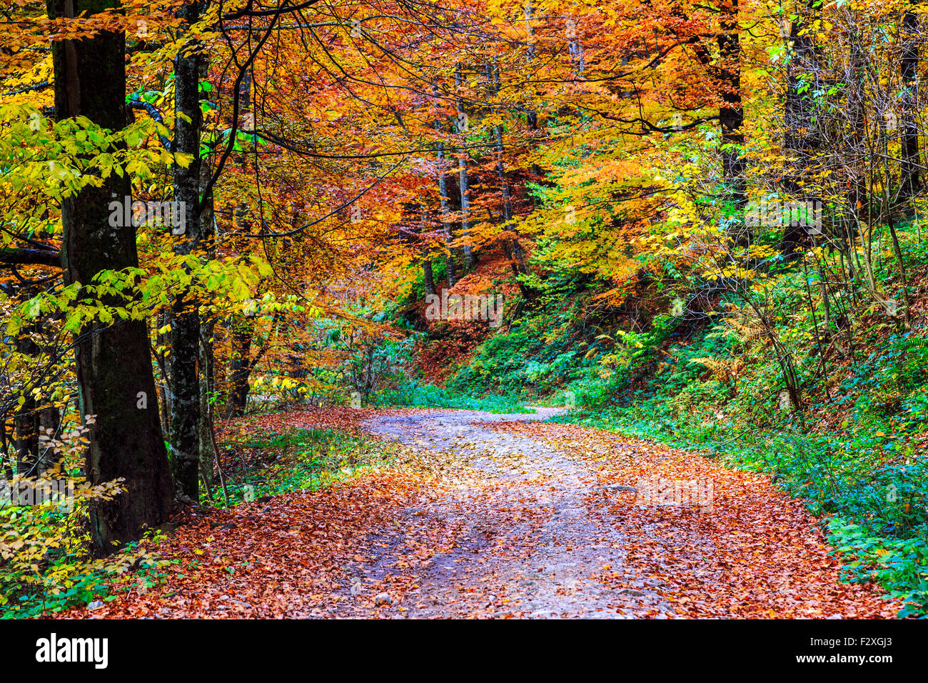 Footpath winding through colorful forest in Transylvania-Romania Stock ...
