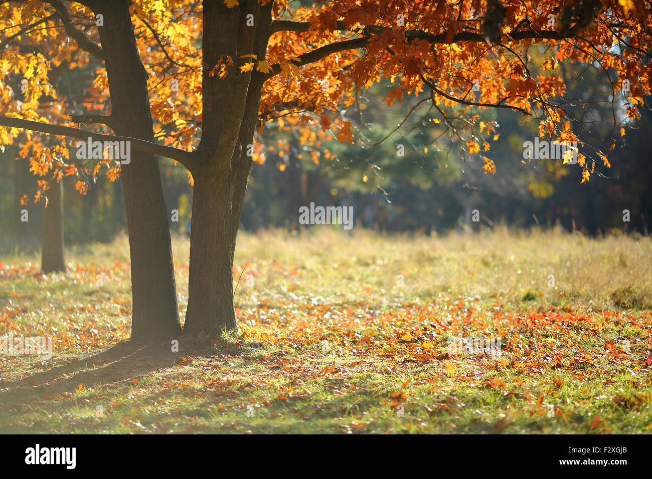 yellow tree in park, nature Stock Photo - Alamy