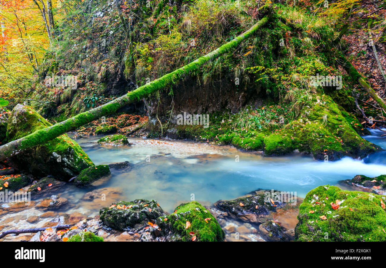 Deep forest mountain hi-res stock photography and images - Alamy