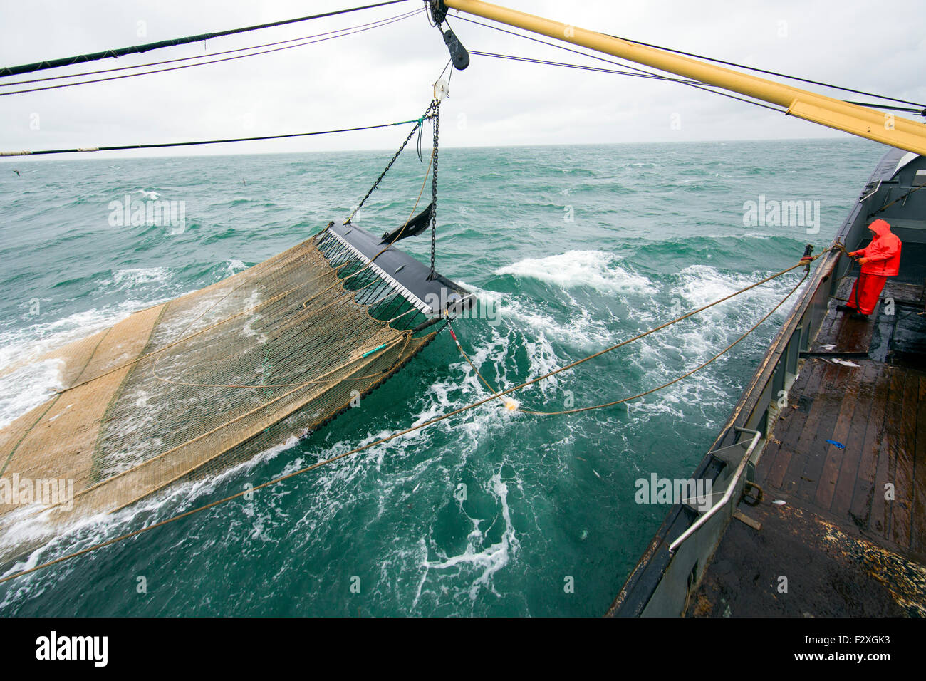 Dutch fishing vessel fishing on the North sea for sole and flounder ...