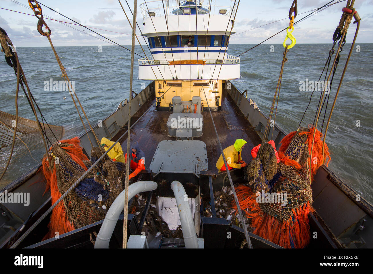 Dutch fishing vessel fishing on the North sea for sole and flounder ...