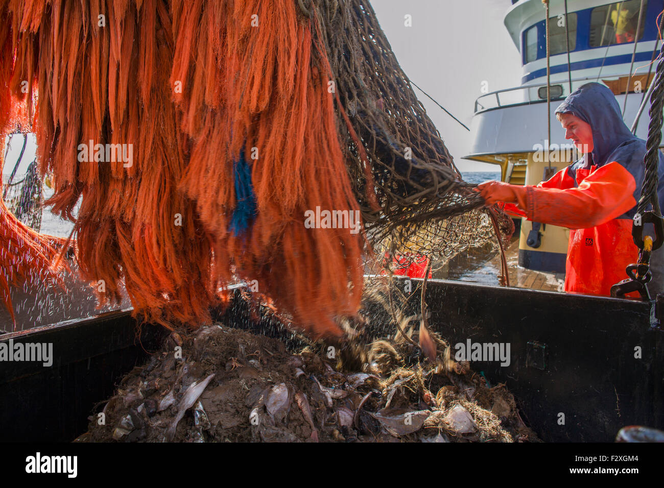 Dutch fishing vessel fishing on the North sea for sole and flounder ...