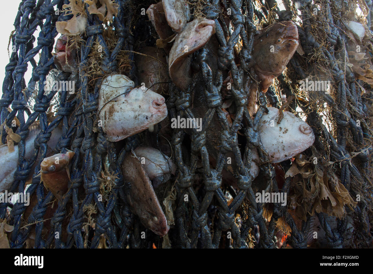 Dutch fishing vessel fishing on the North sea for sole and flounder ...