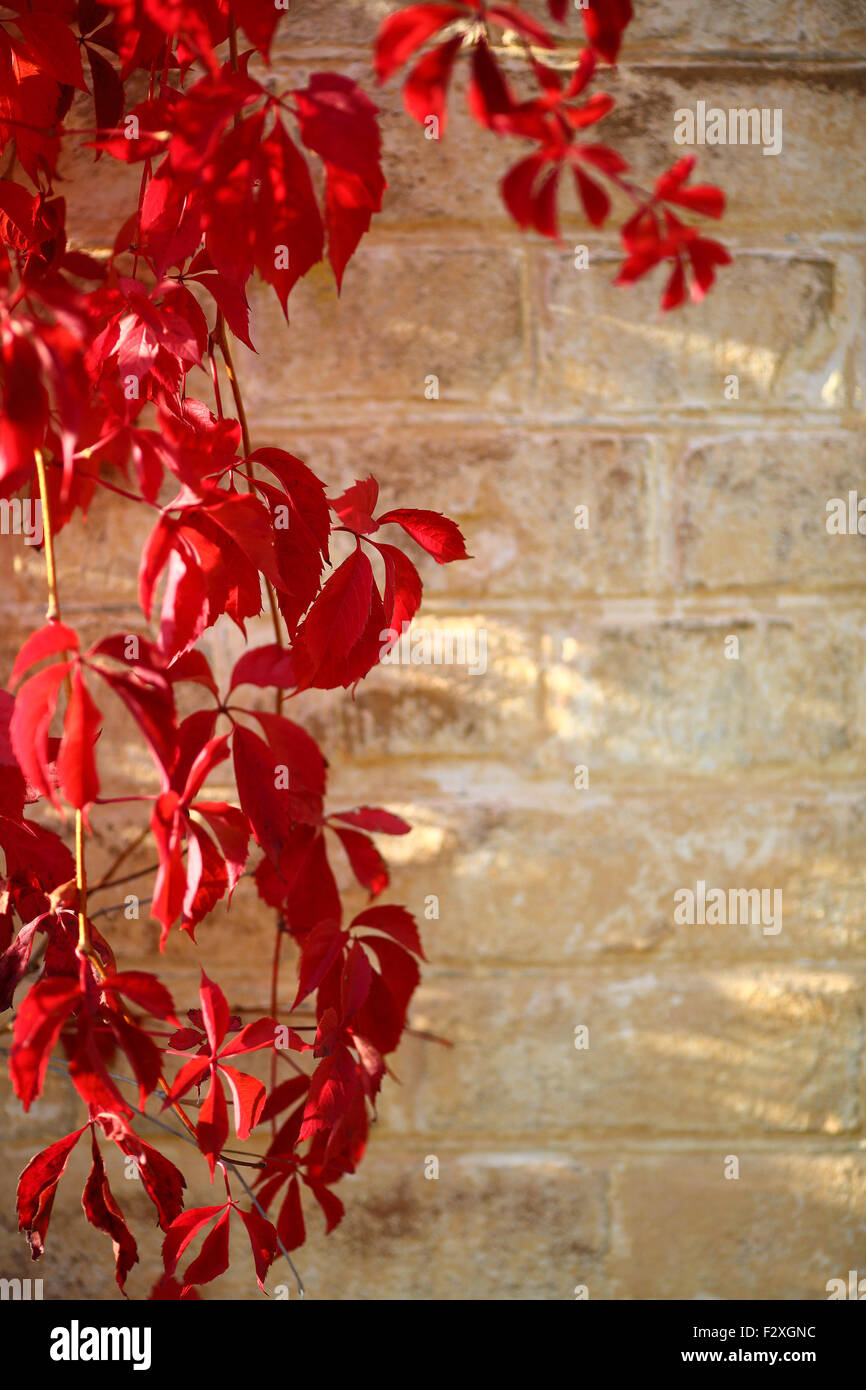 Red ivy leaves hi-res stock photography and images - Alamy