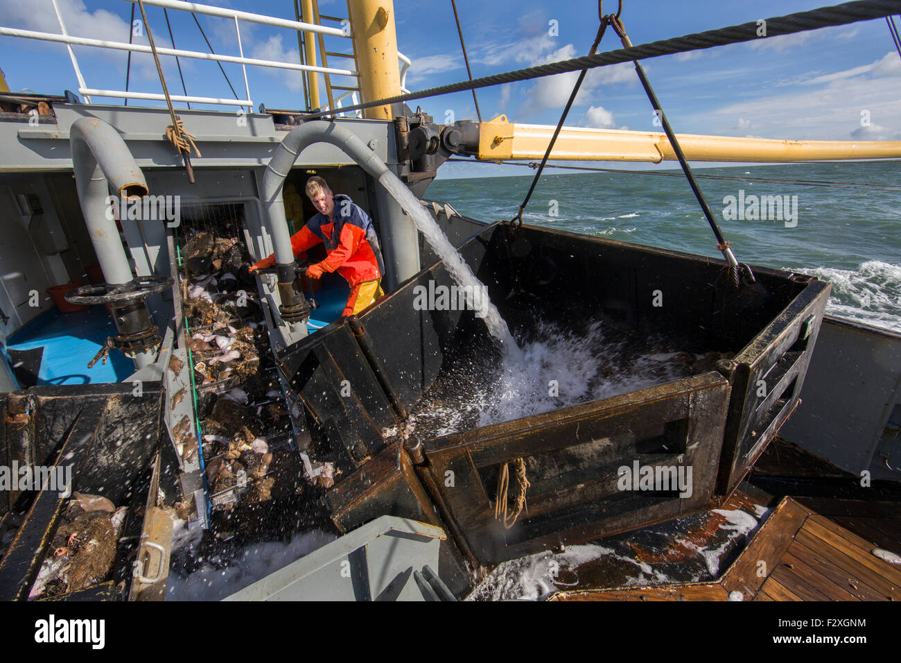 Dutch fishing vessel fishing on the North sea for sole and flounder ...