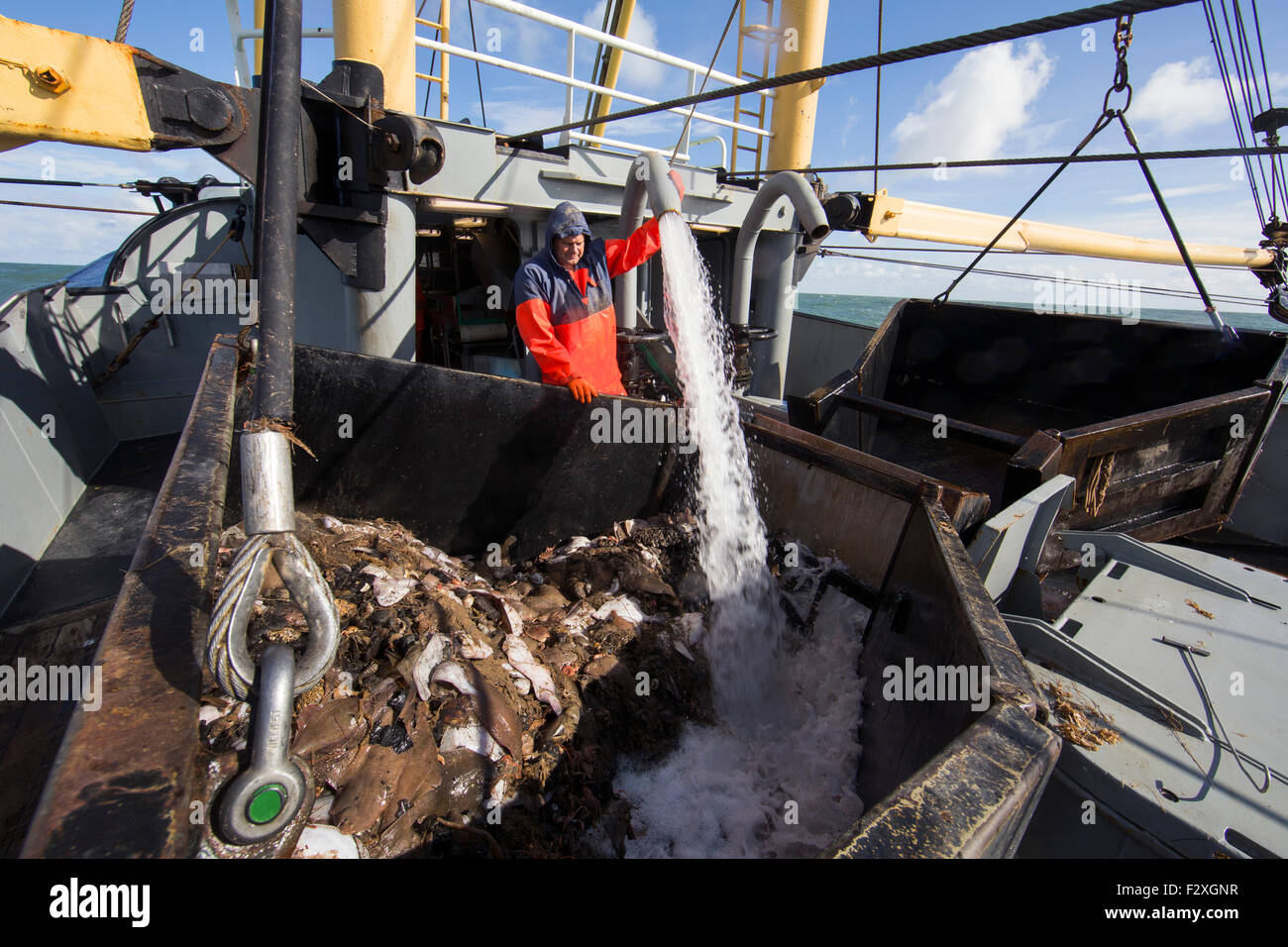 Dutch fishing vessel fishing on the North sea for sole and flounder ...
