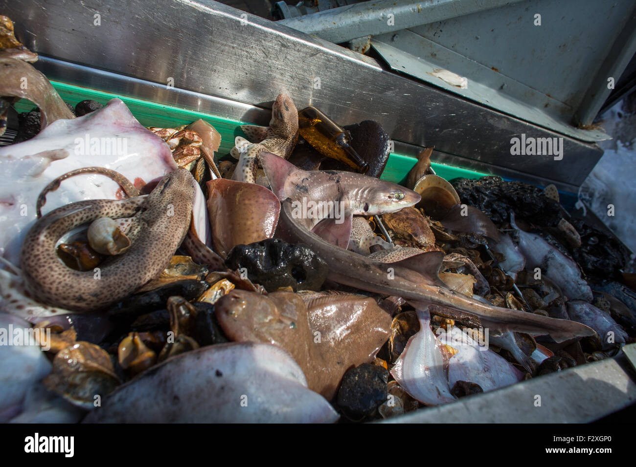 Dutch fishing vessel fishing on the North sea for sole and flounder ...