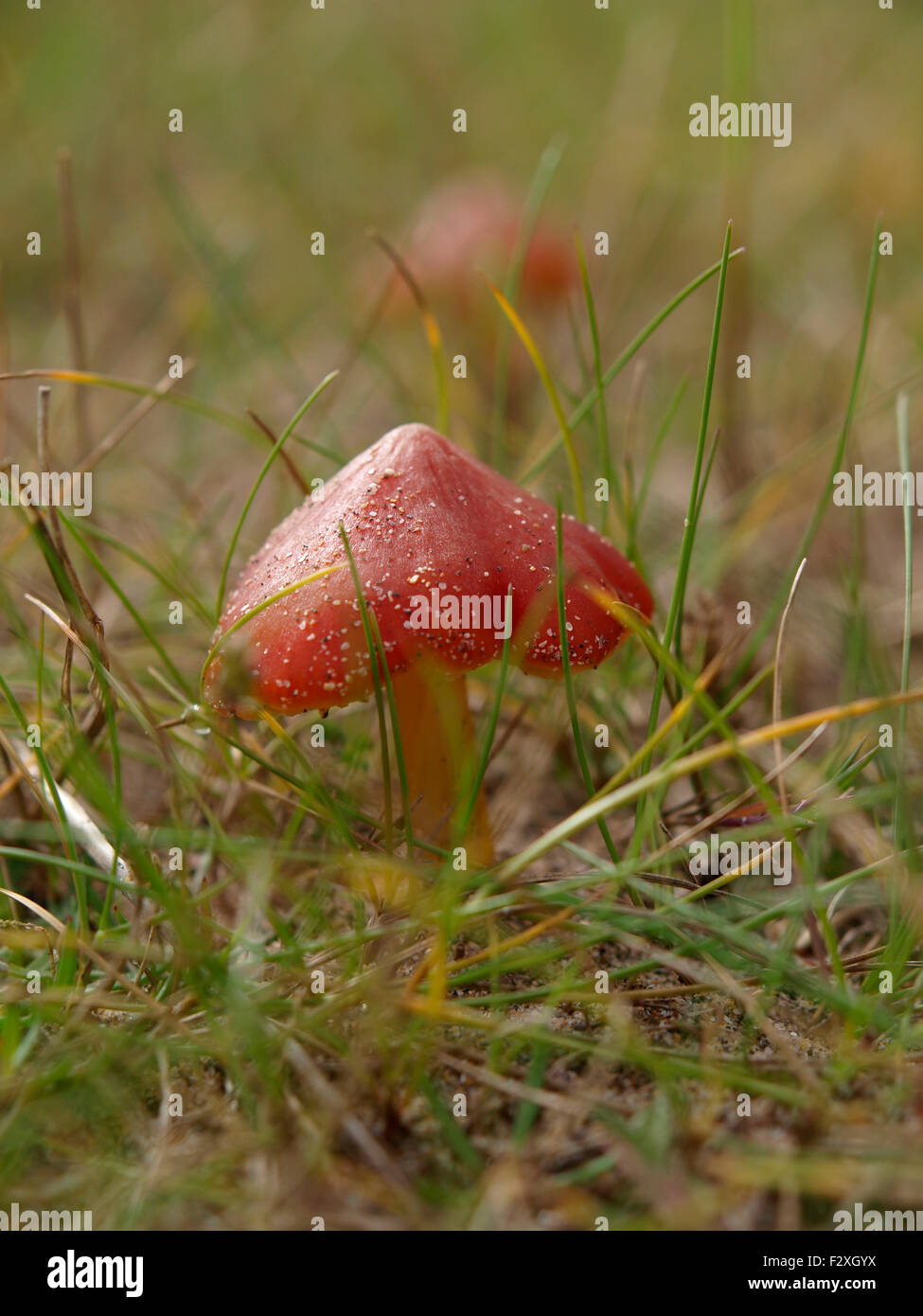 Fungus of sand dunes hi-res stock photography and images - Alamy
