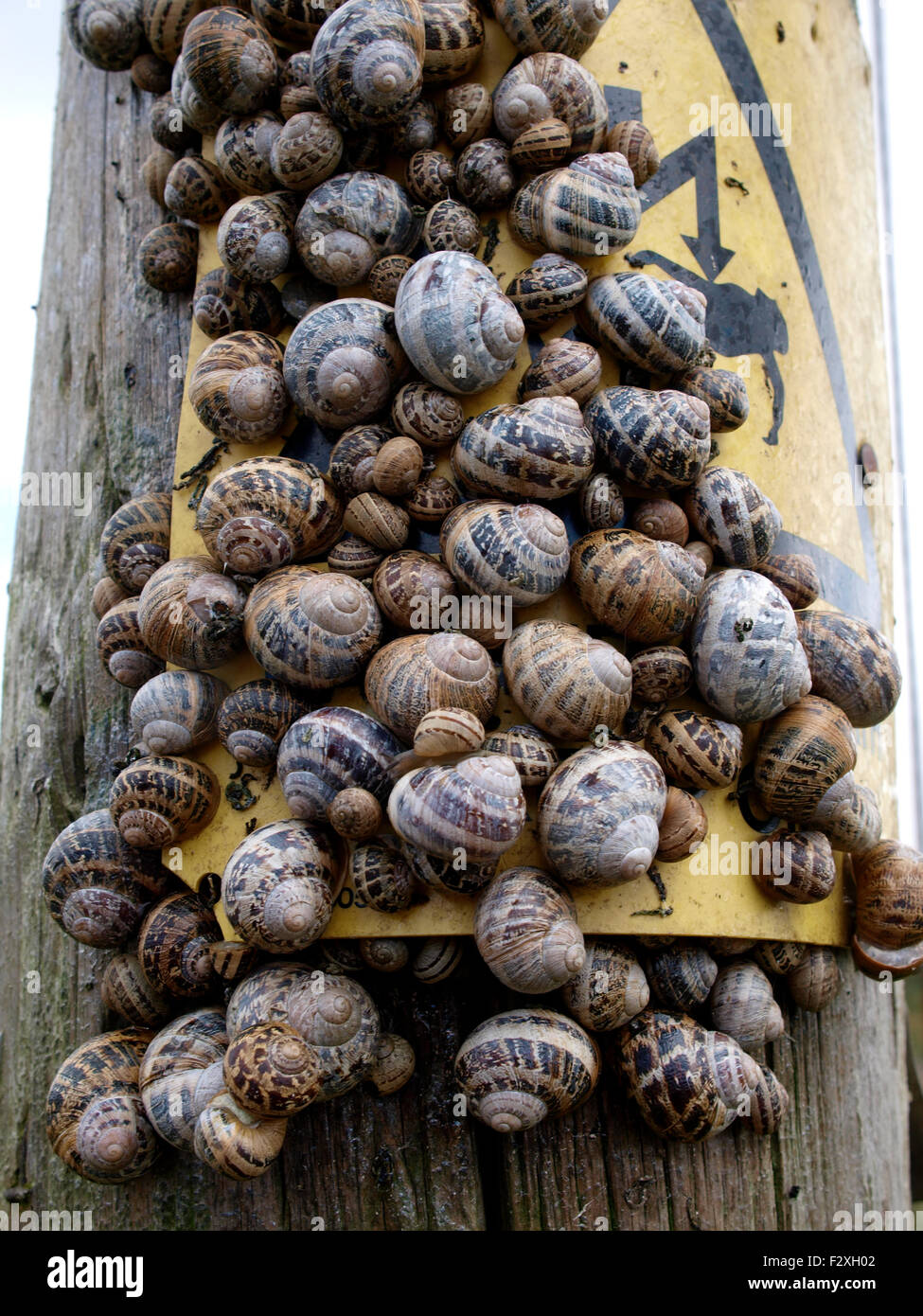 Lots of snails on a telegraph pole, Cornwall, UK Stock Photo - Alamy