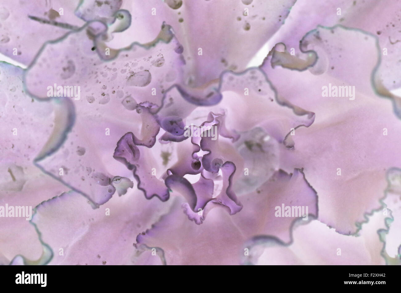 Inverted flower hi-res stock photography and images - Alamy