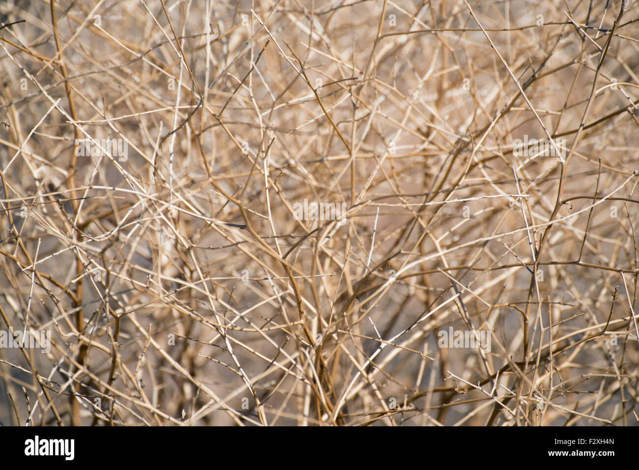 Tangle weeds hi-res stock photography and images - Alamy