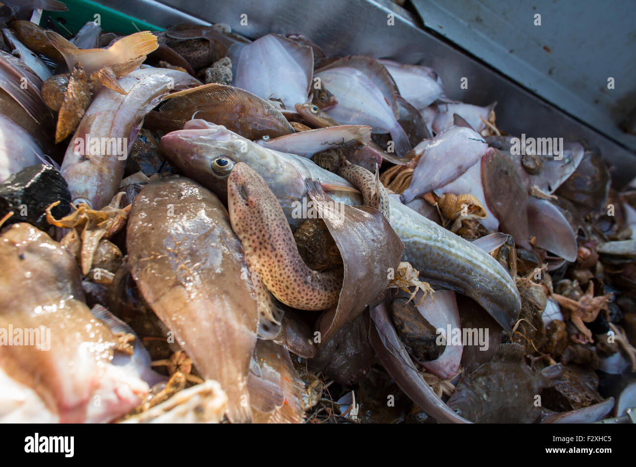Dutch fishing vessel fishing on the North sea for sole and flounder ...