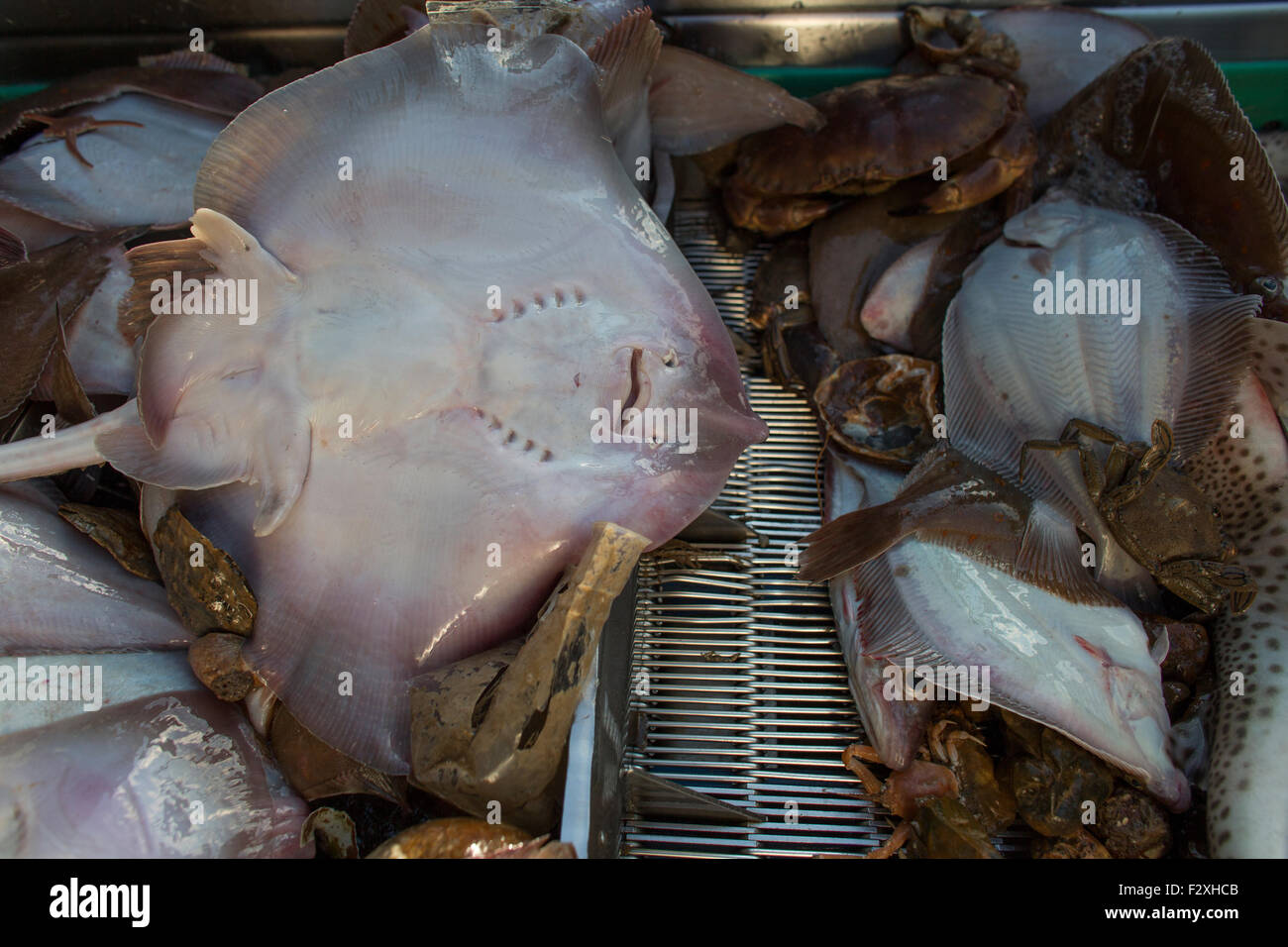 Dutch fishing vessel fishing on the North sea for sole and flounder ...