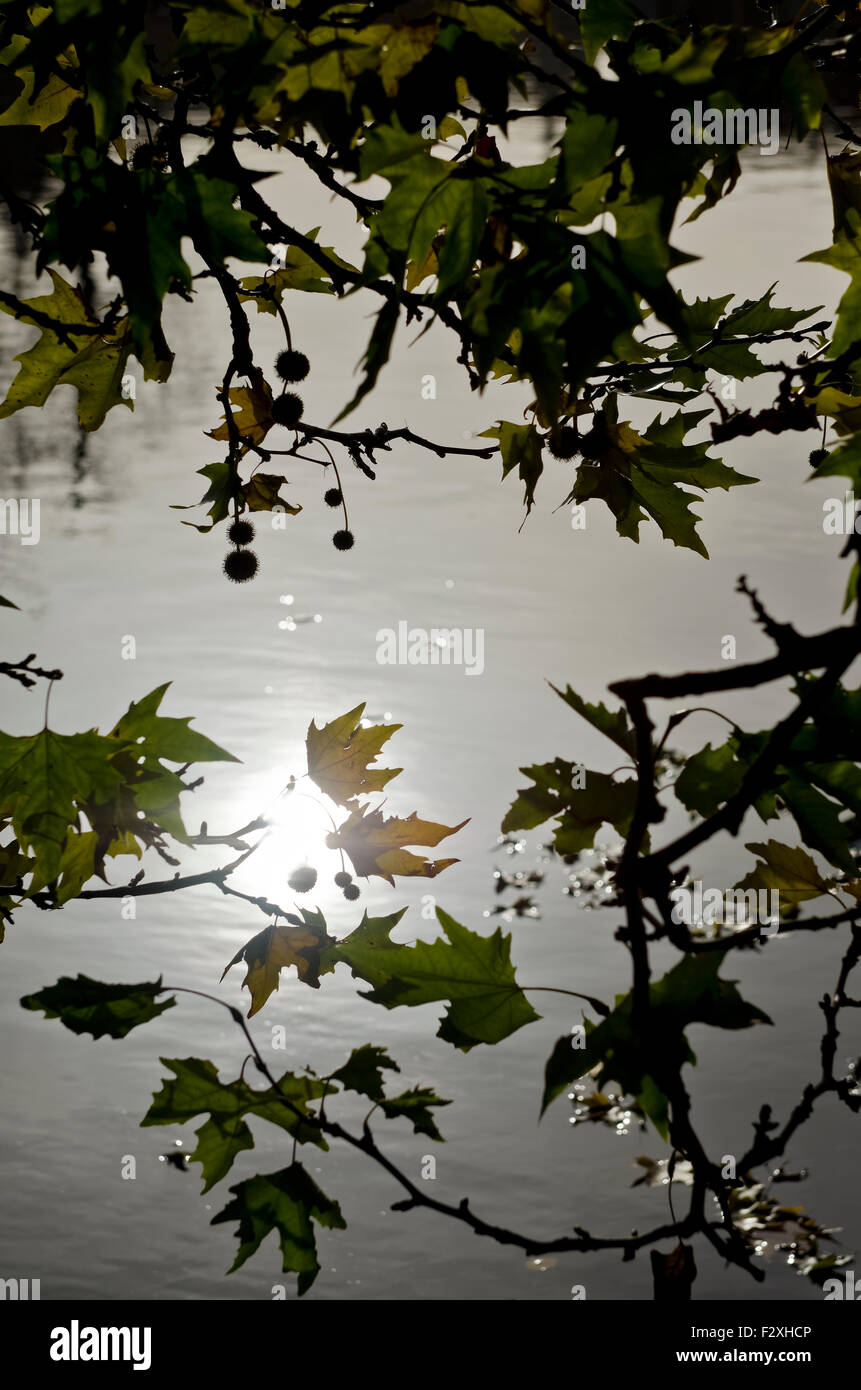 Silhouetted tree with leaves and sun's reflection on water Stock Photo ...