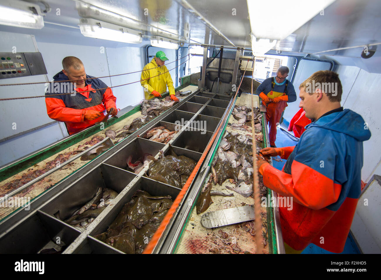 Dutch fishing vessel fishing on the North sea for sole and flounder ...