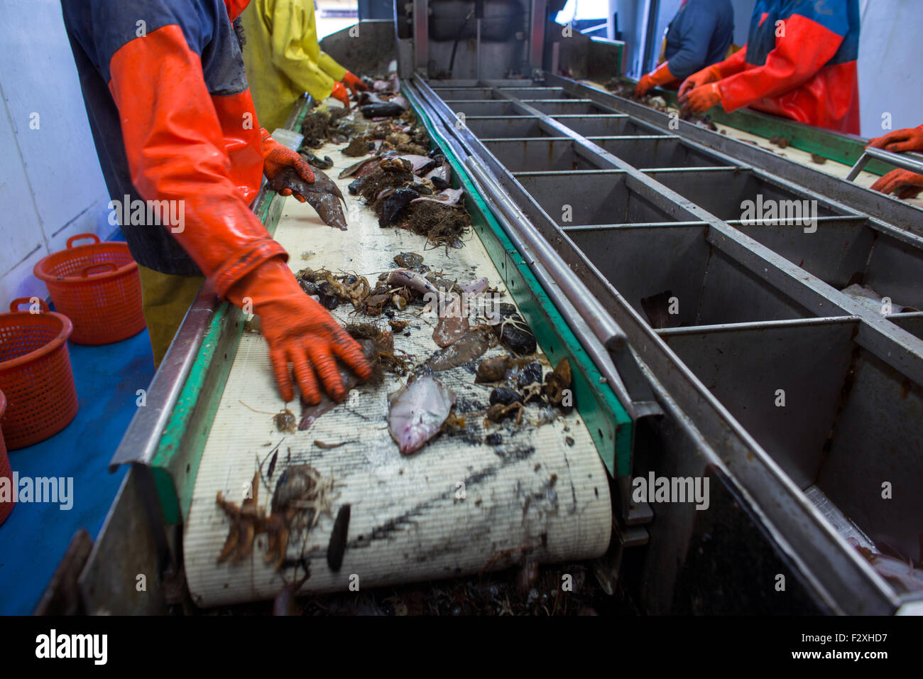 Fish entrails hi-res stock photography and images - Alamy