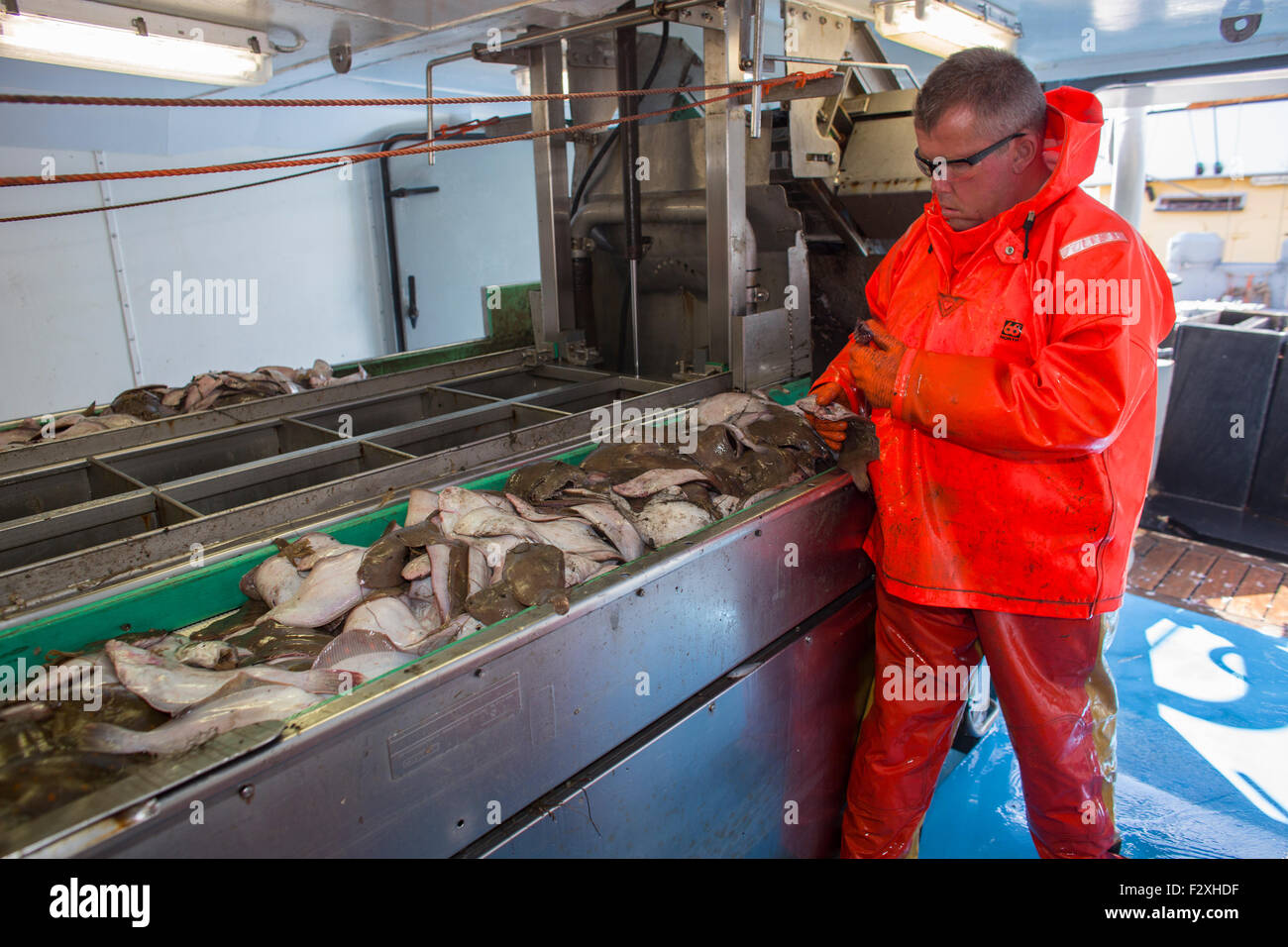 Dutch fishing vessel fishing on the North sea for sole and flounder ...
