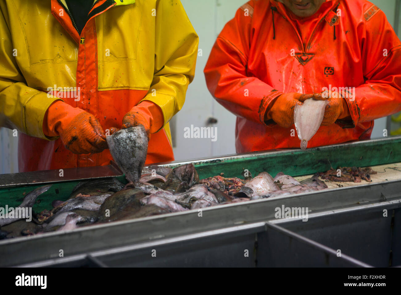 Dutch fishing vessel fishing on the North sea for sole and flounder ...