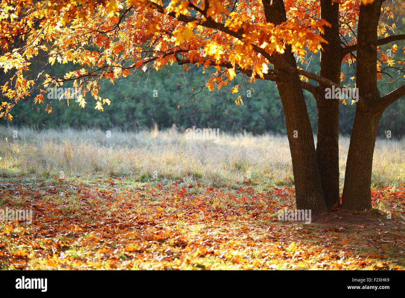 autumn trees with yellow leaves, nature Stock Photo - Alamy