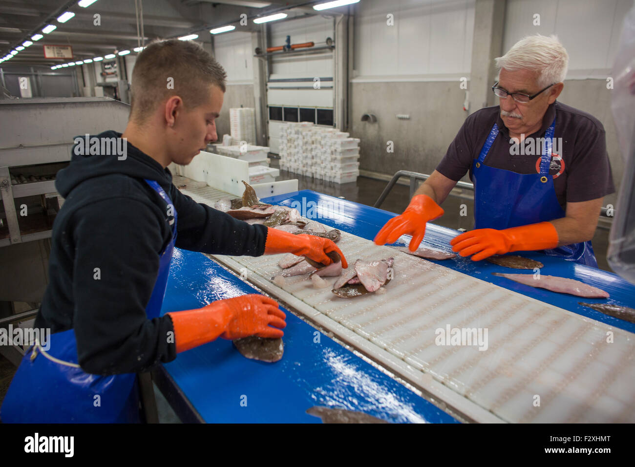 Fish production line hi-res stock photography and images - Alamy