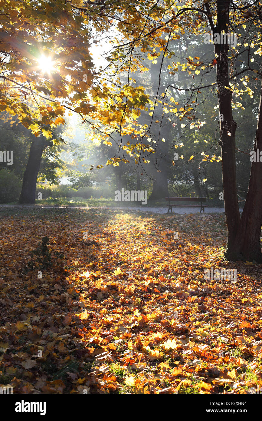 morning light in the forest, nature Stock Photo - Alamy