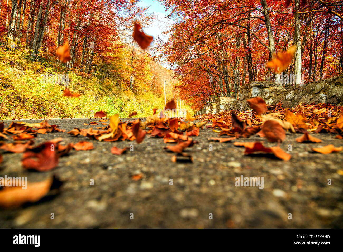 Road in autumn beech landscape in Transylvania-Romania Stock Photo - Alamy
