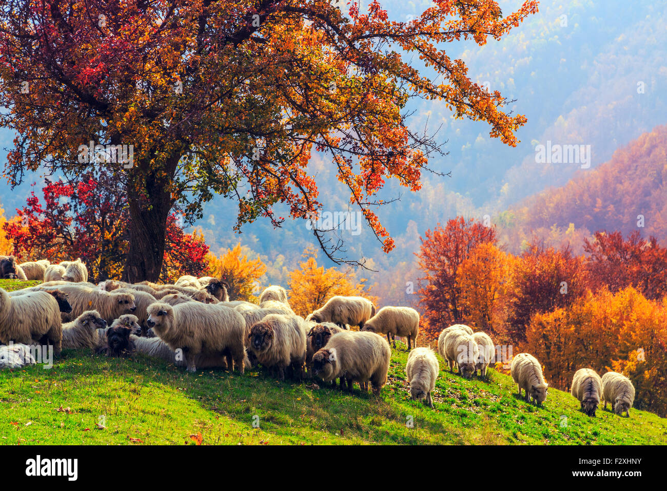 Sheep under tree dramatic hi-res stock photography and images - Alamy