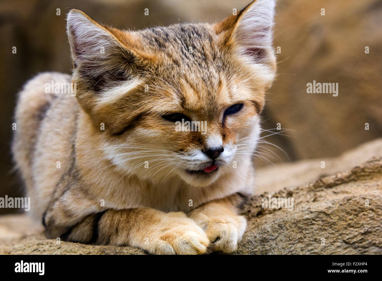Portrait of a Sand Cat (Felis margarita Stock Photo - Alamy