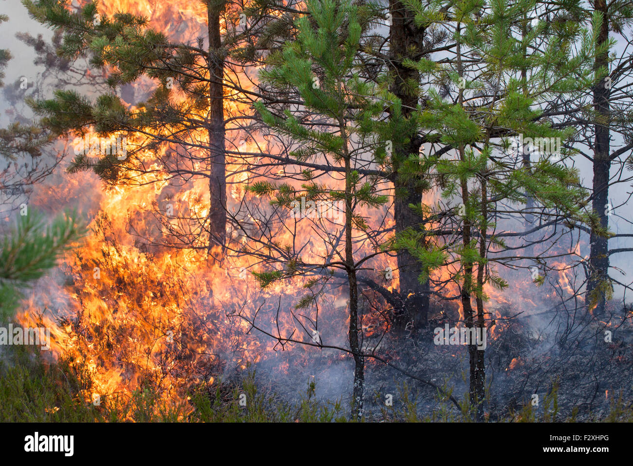 Crown fire hi-res stock photography and images - Alamy
