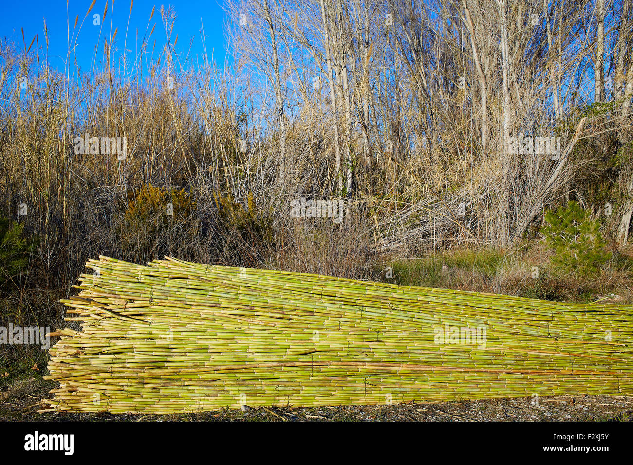 River green cane harvest texture pattern background in Valencia Parc de ...