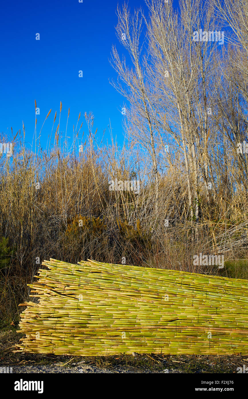 River green cane harvest texture pattern background in Valencia Parc de ...