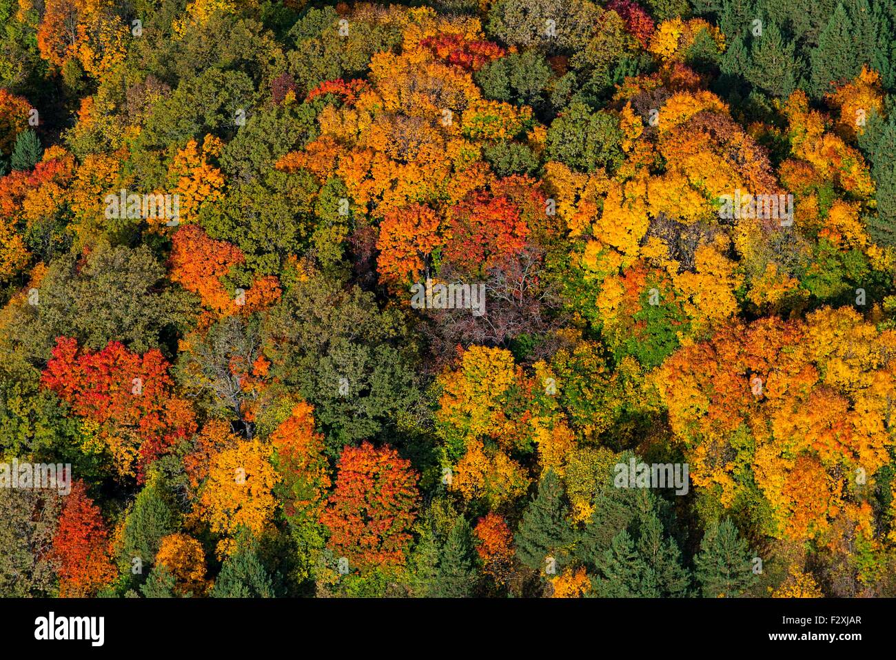 Russia, Republic of Tatarstan. Forest Stock Photo - Alamy