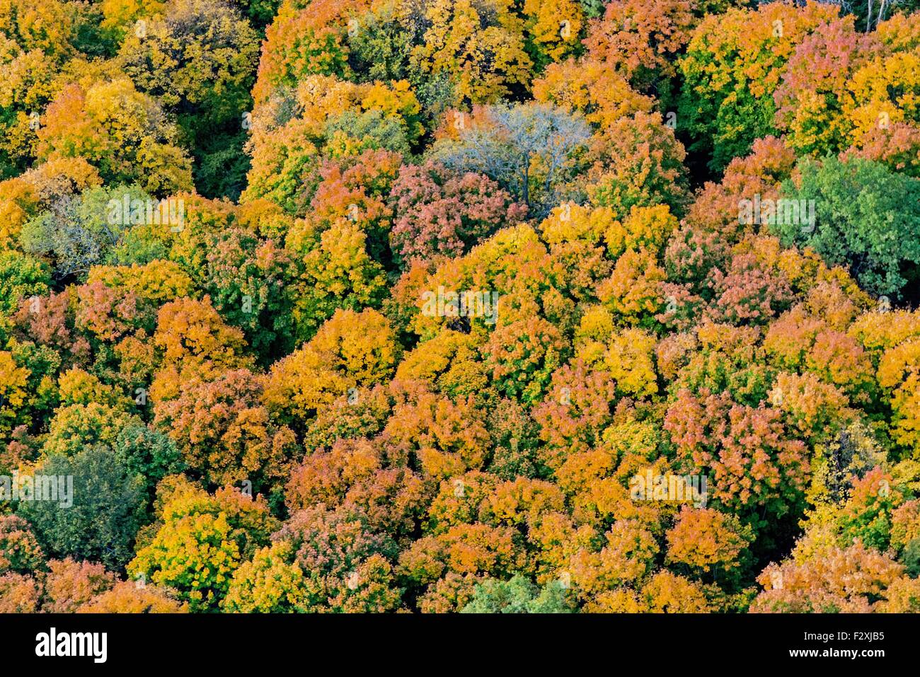 Russia, Republic of Tatarstan. Forest Stock Photo - Alamy