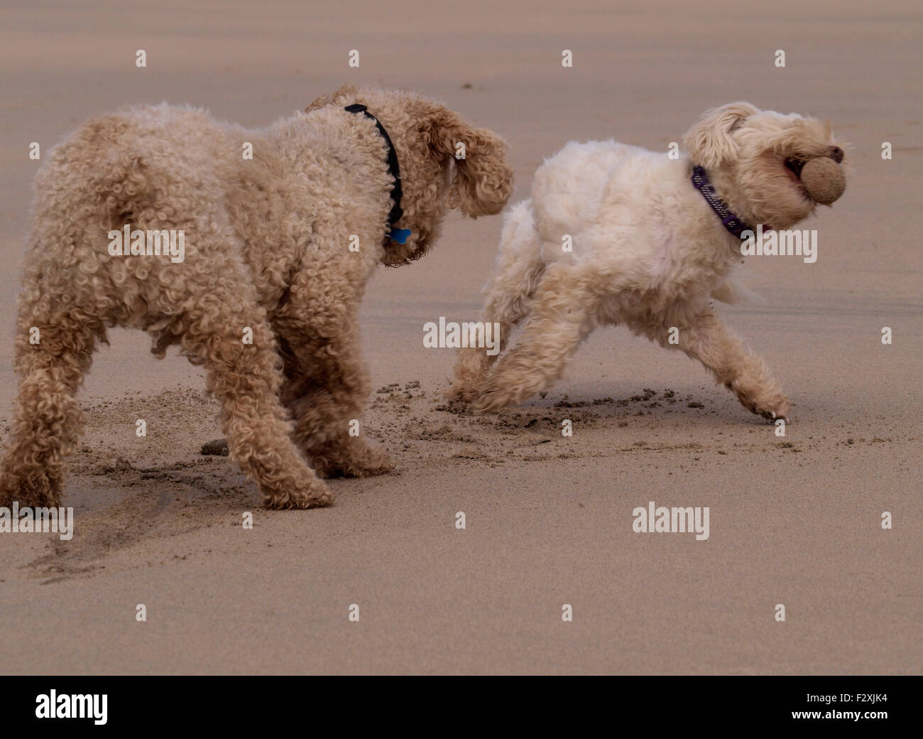 Cute dogs playing beach hi-res stock photography and images - Alamy