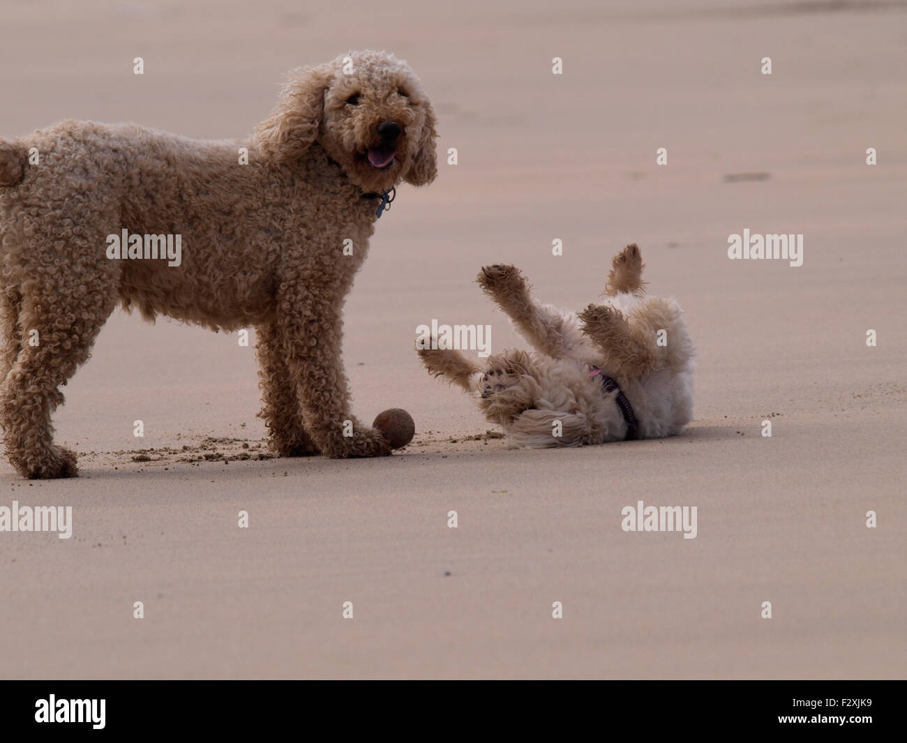 Happy dogs playing together hi-res stock photography and images - Alamy