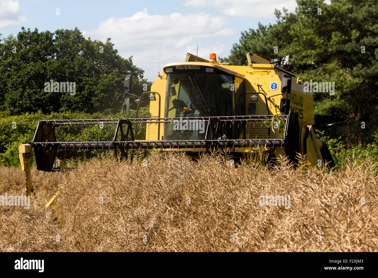 Harvesting Ripe Rape Seed with a Yellow Combine in Devon Stock Photo ...